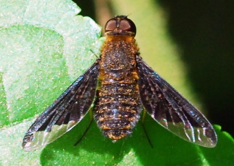 Sinuous Bee fly, Hemipenthes sinuosa